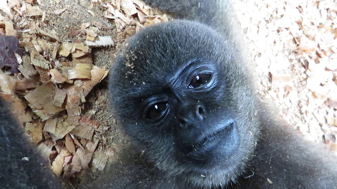 Rescued baby Woolly Monkey being a baby - YouTube
