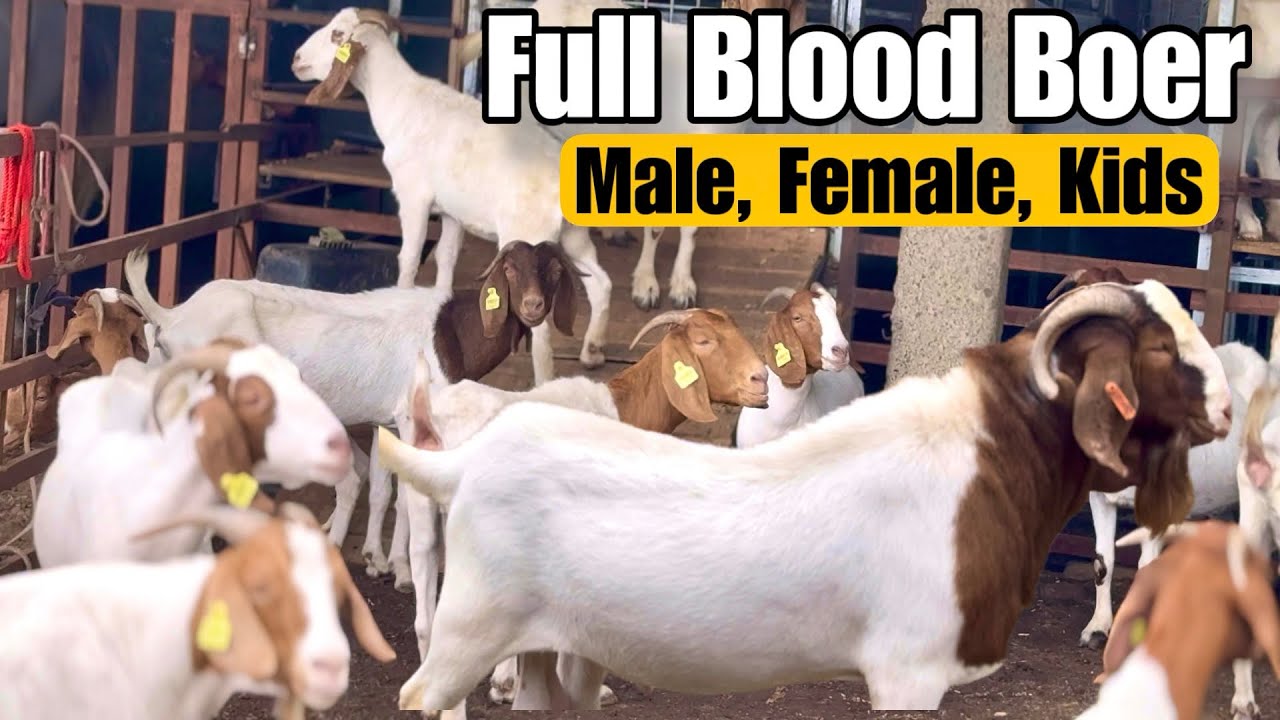 Choudhary Goat Farm x MD Genetics | Full Blood African Boer Goat ...