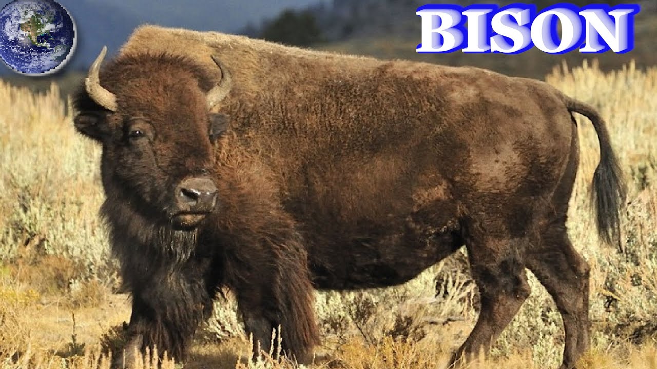 TOP Beautiful Bisons in the World - YouTube
