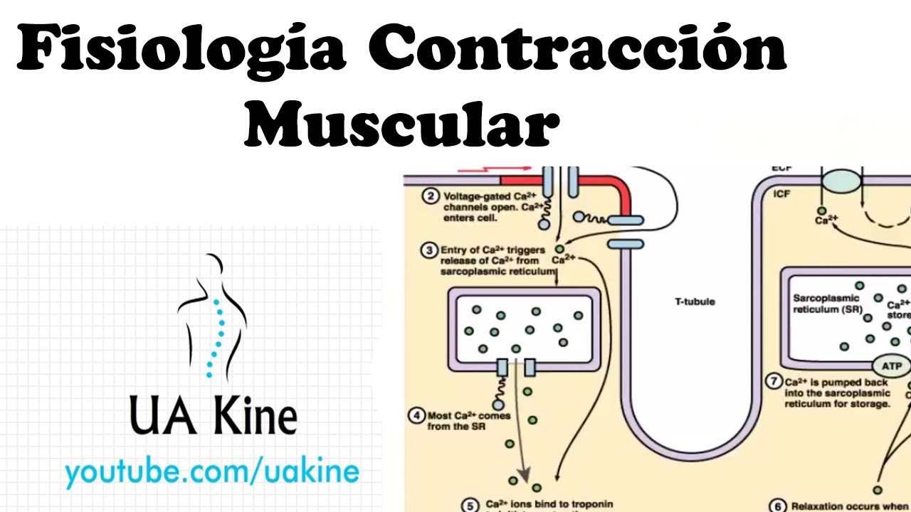 Fisiología Contracción Muscular - YouTube