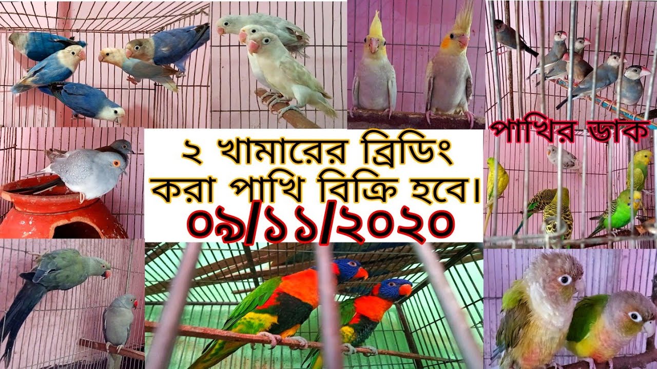 Parrot for sale with DNA Card, Breeding birds for sale | Birds market ...