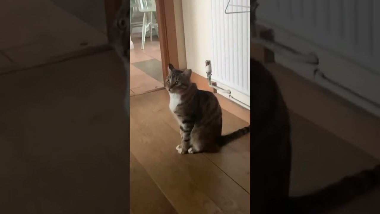 Goofy ahh Cat - YouTube