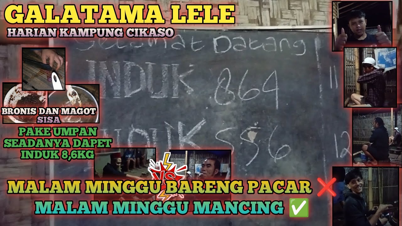 Umpan sisa bronis dan magot naik induk 8,6kg malam minggu pacaran ...
