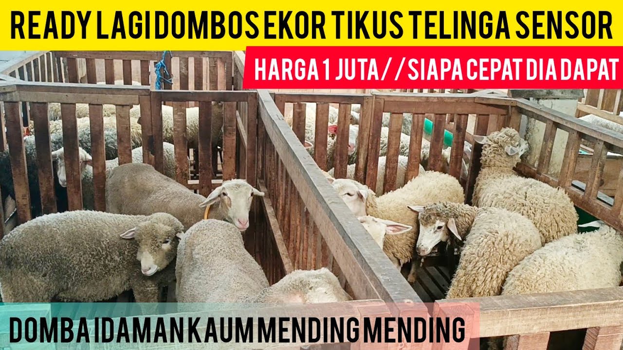 REVIEW TERBARU HARGA KAMBING DOMBA MERINO DOMBOS// 1 JUTA DAPAT DOMBOS ...