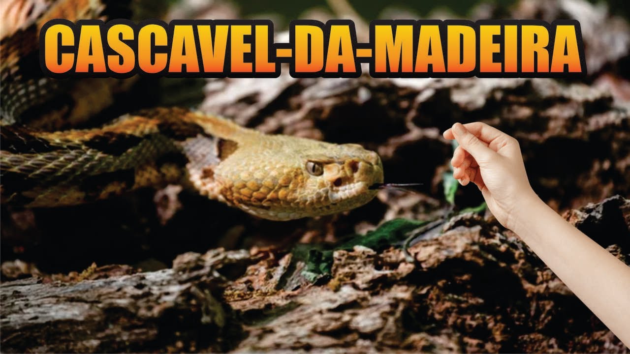 CASCAVEL-DA-MADEIRA - A MAIOR VÍBORA DOS ESTADOS UNIDOS (CROTALUS ...