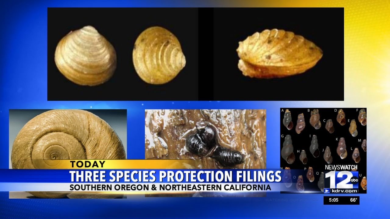 Three species file protection filings - YouTube