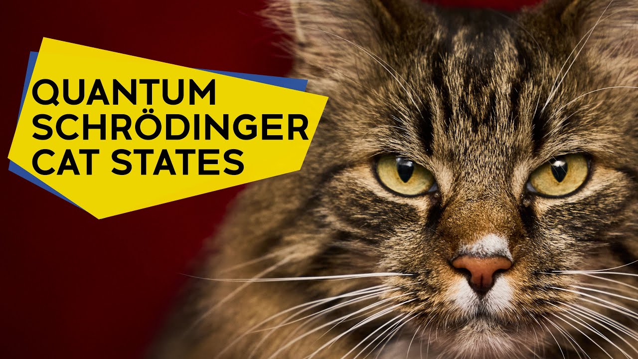 Schrödinger cat states of a nuclear spin qudit in silicon - YouTube