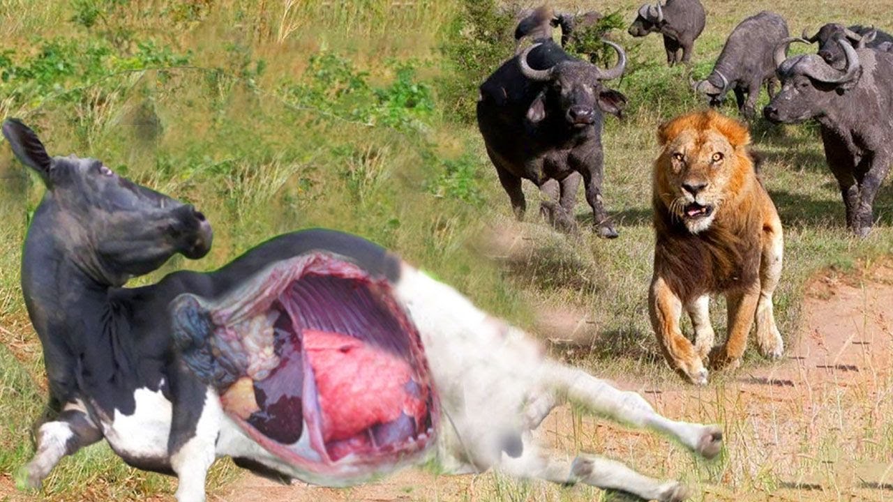 GIRL vs. WILD WOLVES: Protecting Farm Animals Using ANCIENT SOUND ...