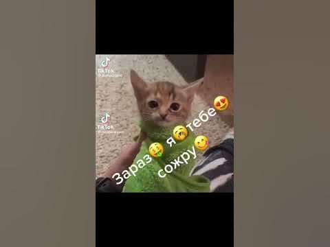 Кот_шаурма - YouTube