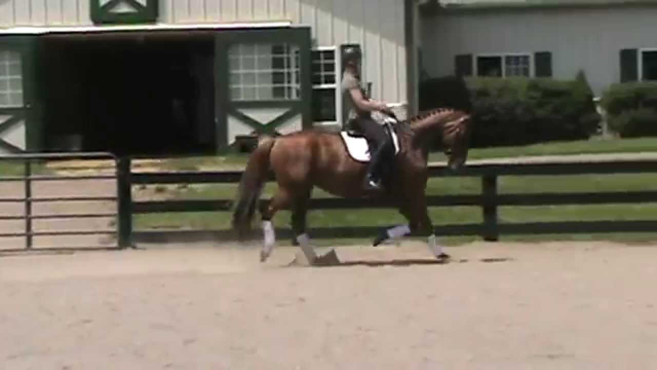 Summer 2015: Lothian 2009 Hanoverian Mare by Londonderry x Weltmeyer ...