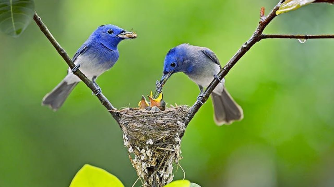 birds videos for kids| birds vocabulary| beautiful birds videos ...