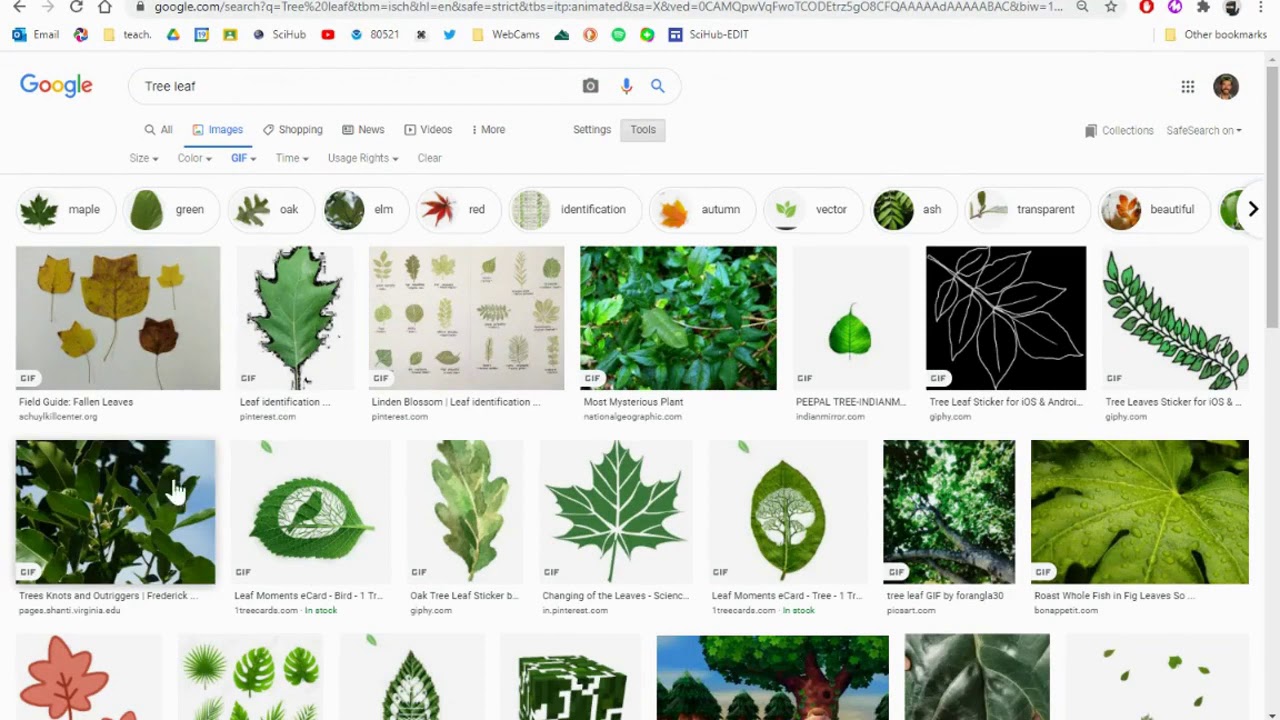 How to Search for GIFs in Google Images - YouTube