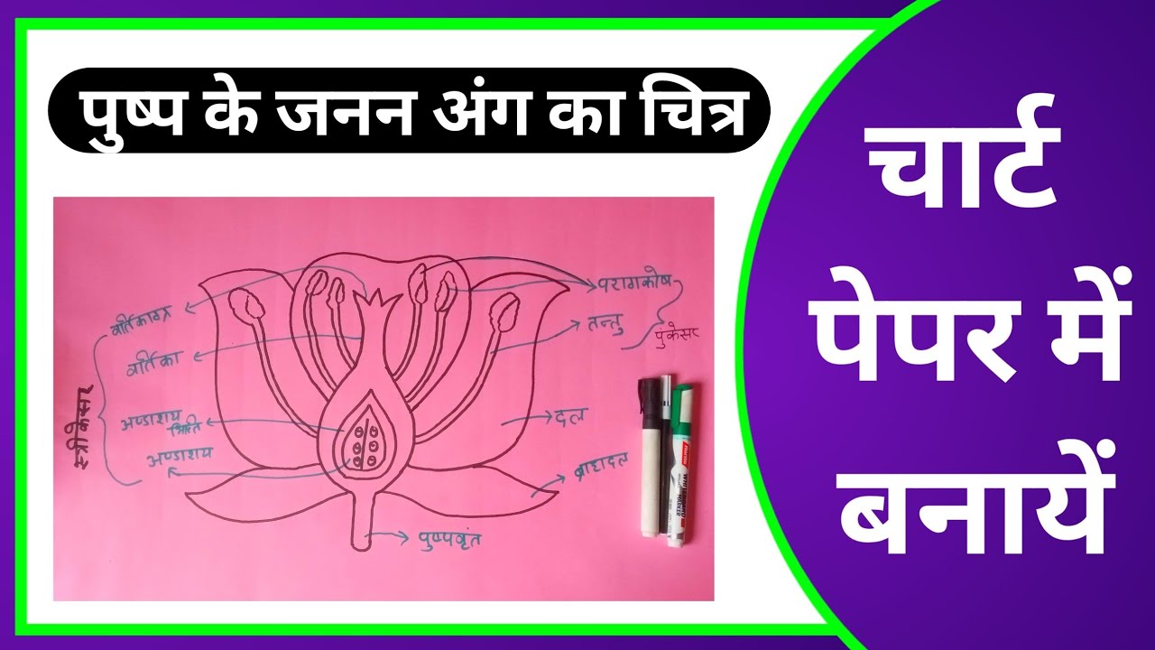 pushp ke janan ang ka chitra chart paper mein kaise banaen - YouTube