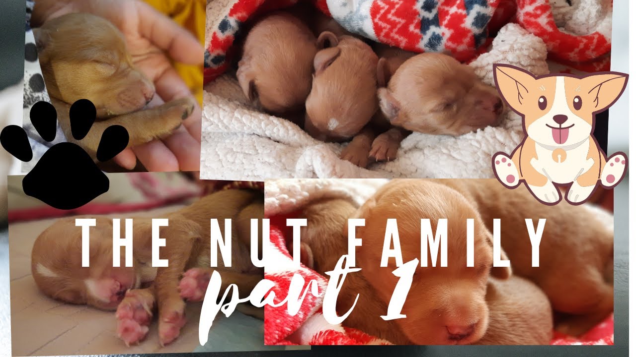 puppies growing part 2 || the nut family || journey with deep and preet ...