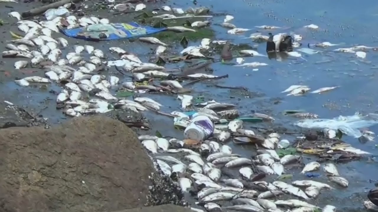 Thousands of dead fish wash up on Rio's Olympic shore - YouTube