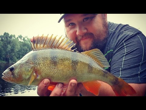 River Ribble Stick Float Fishing - Big Perch and Roach - YouTube