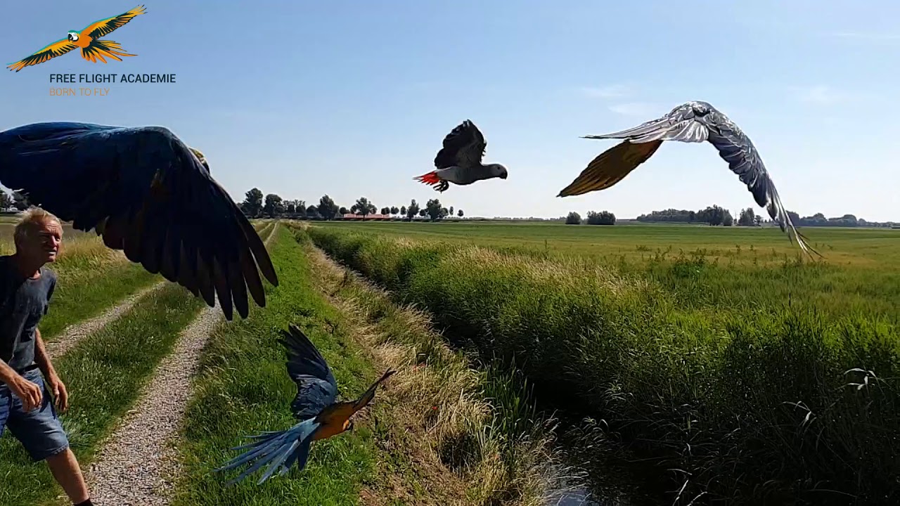 Free Flight African Grey with macaws - YouTube