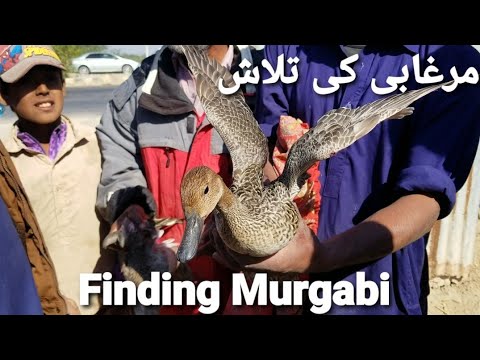 Murgabi khai hai kabhi? || Russian Birds in Sindh || Gujjo Siberian ...