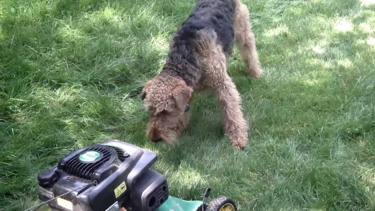 Dog vs Lawn Mower (Round 2) | Furious Pete Dog Video - YouTube