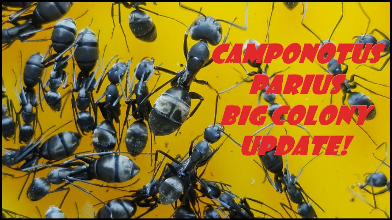 Camponotus Parius BIG COLONY UPDATE! - YouTube