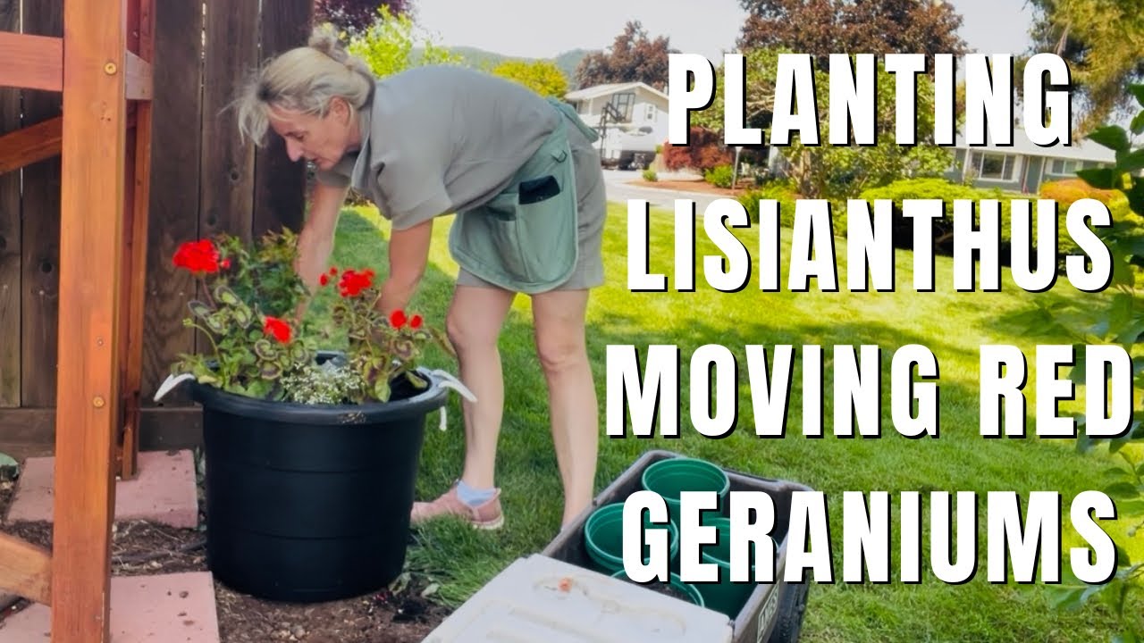 Planting white Lisianthus seedlings & moving red geraniums by the ...