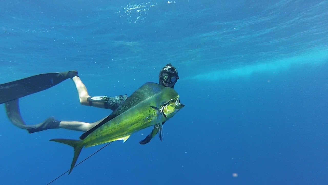 Spearfishing Western Australia - Seeing Blue - YouTube