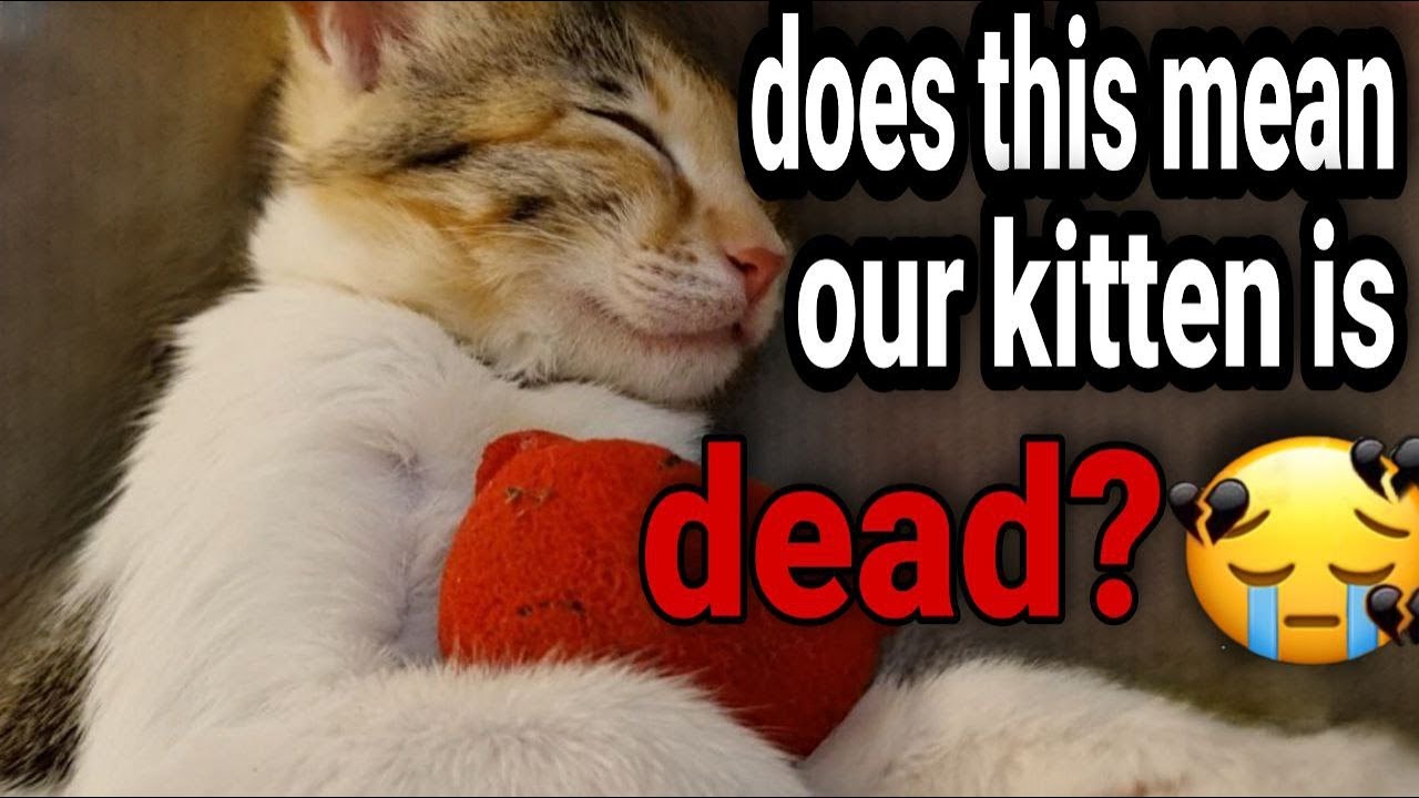 "Is This Kitten Really Dead? The Strange Secret You'll Only Discover by ...
