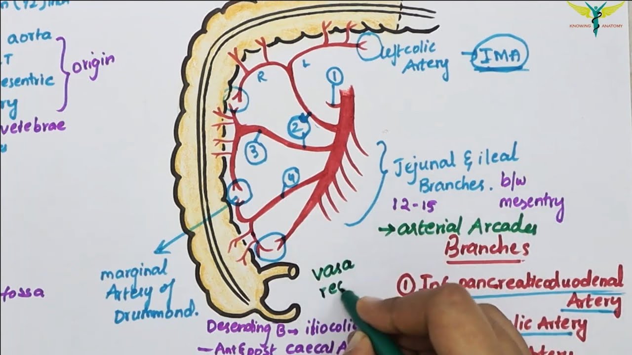 Superior Mesenteric Artery(SMA) | Course | Divisions | Termination ...