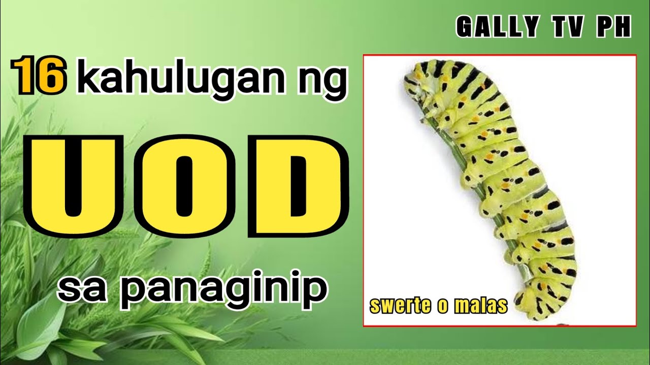 16 kahulugan ng UOD sa panaginip #uodsapanaginip # ...