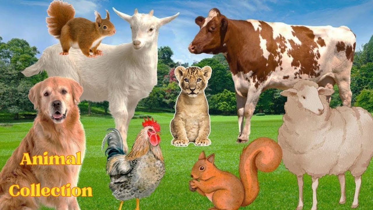 Sounds Of Wild Animals, Familiar Animal : Cat, Dog, Elephant, Giraffe ...