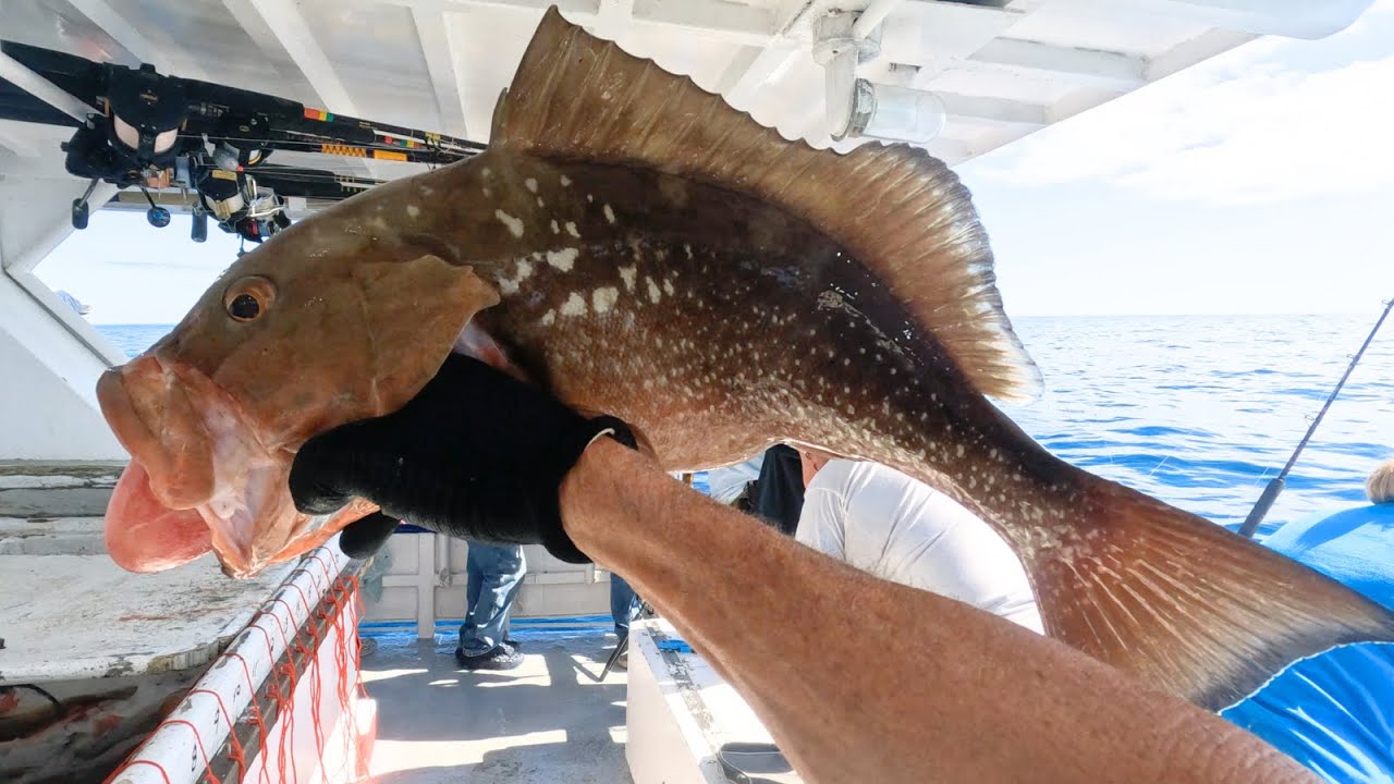 Persian Gulf Grouper Eleven Types Of Fish You'll Find In The Gulf Of