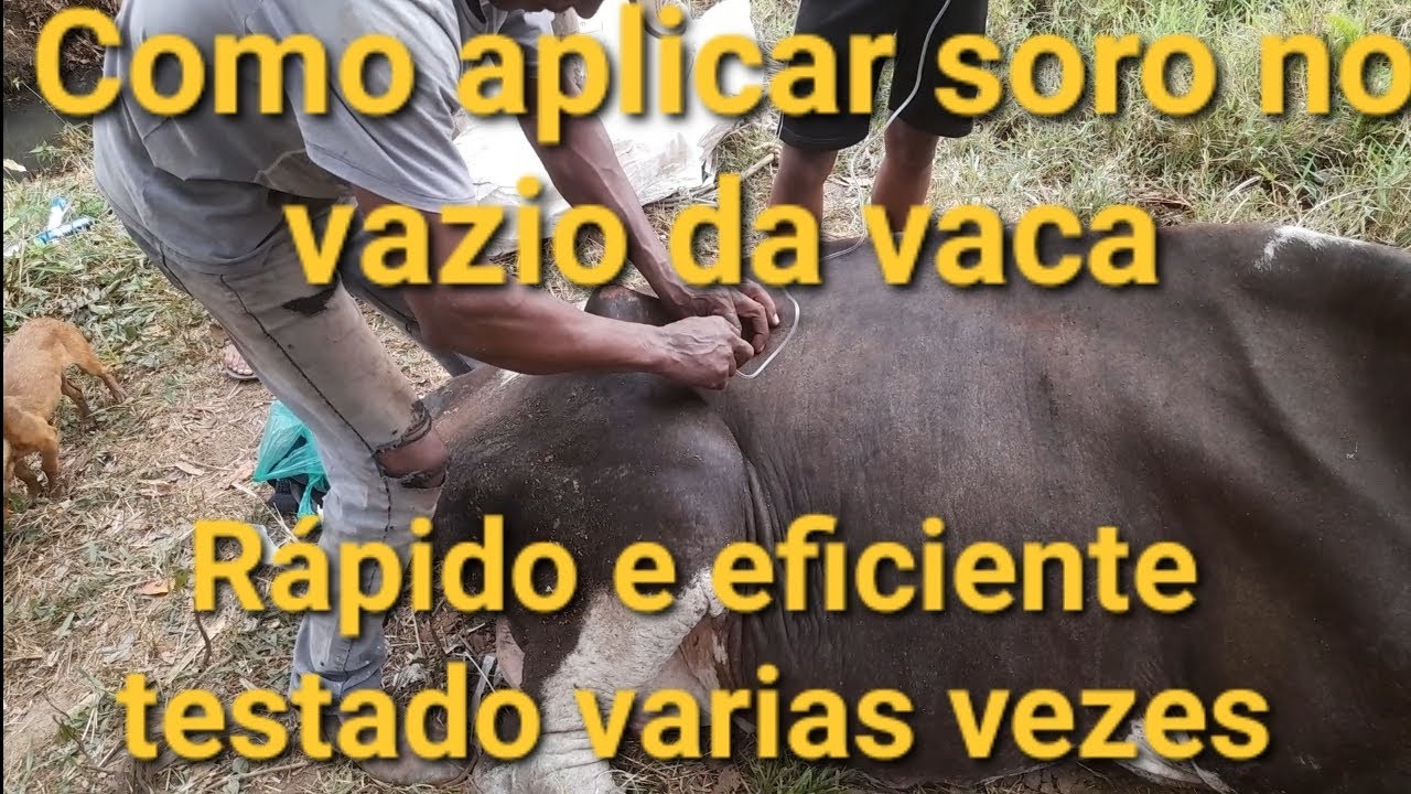 67- Como aplicar soro no vazio da vaca em apenas 2 minutos - YouTube