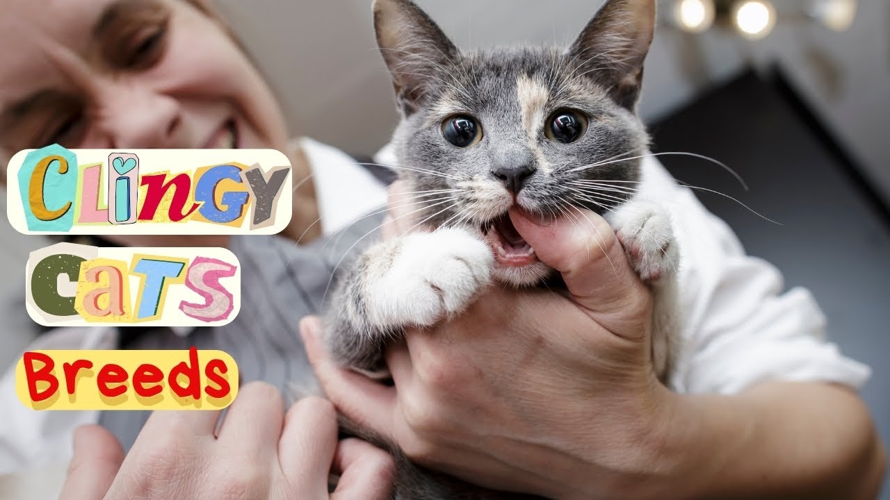 🧡🐱 ️In the Lap of Love: Discover the Most Clingy Cat Breeds That Crave ...