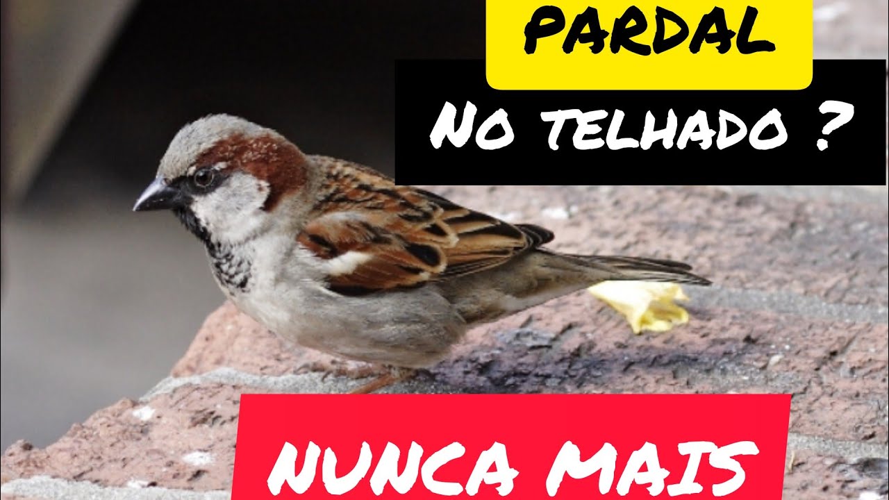 COMO ACABAR COM OS PARDAIS EM CASA, DICA TOP E FÁCIL DE RESOLVER 🐦🤩😎😏 ...