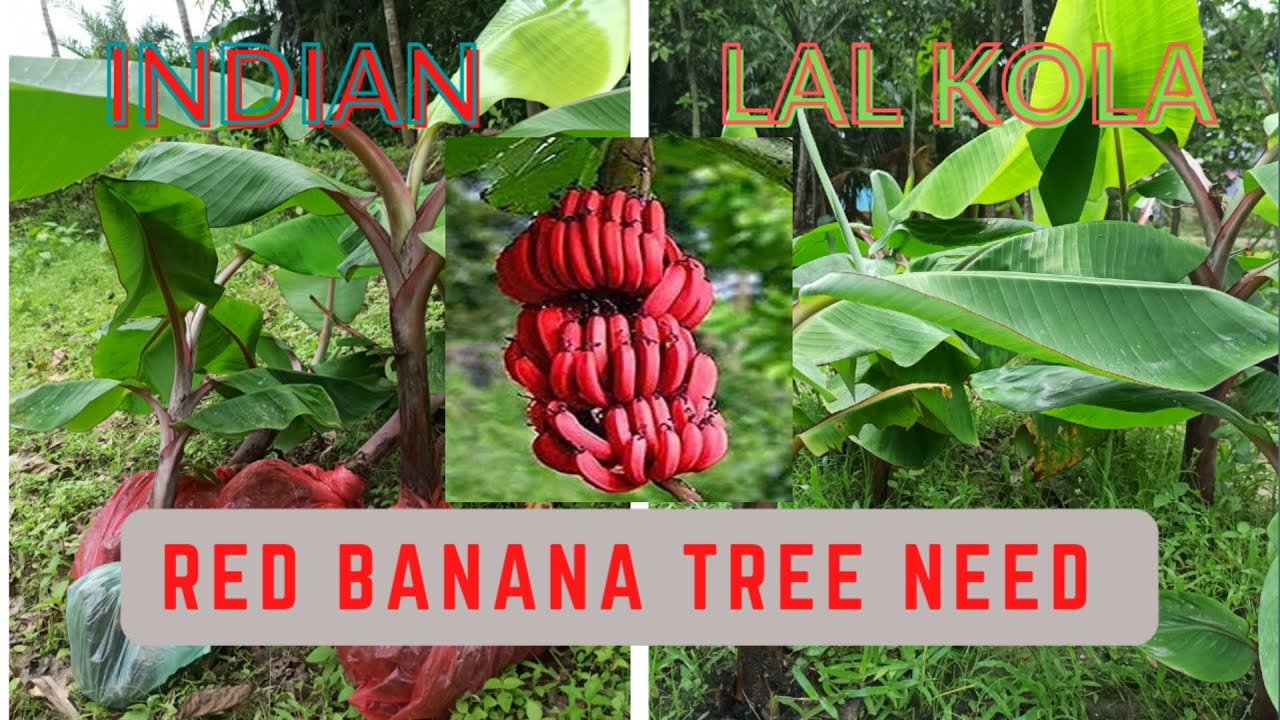 Red banana tree need | lal kola | অগ্নি সাগর কলার চারাগাছ বিক্রি করা ...