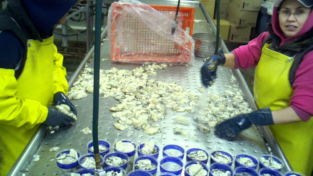 Taylor Shellfish Farms - Shelton, WA - Oyster Cleaning and Packing ...