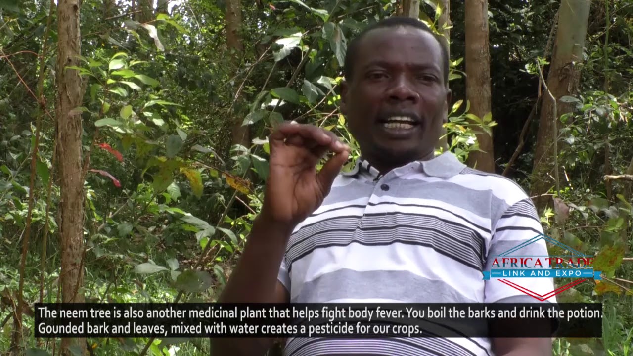 Part I: Medicinal and Ceremonial Values of Ancient Luyha Trees and ...