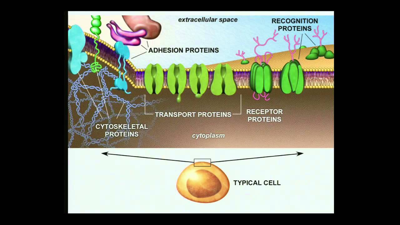 Fred "Rusty" Gage - Do Changes in the Environment affect the Brain ...
