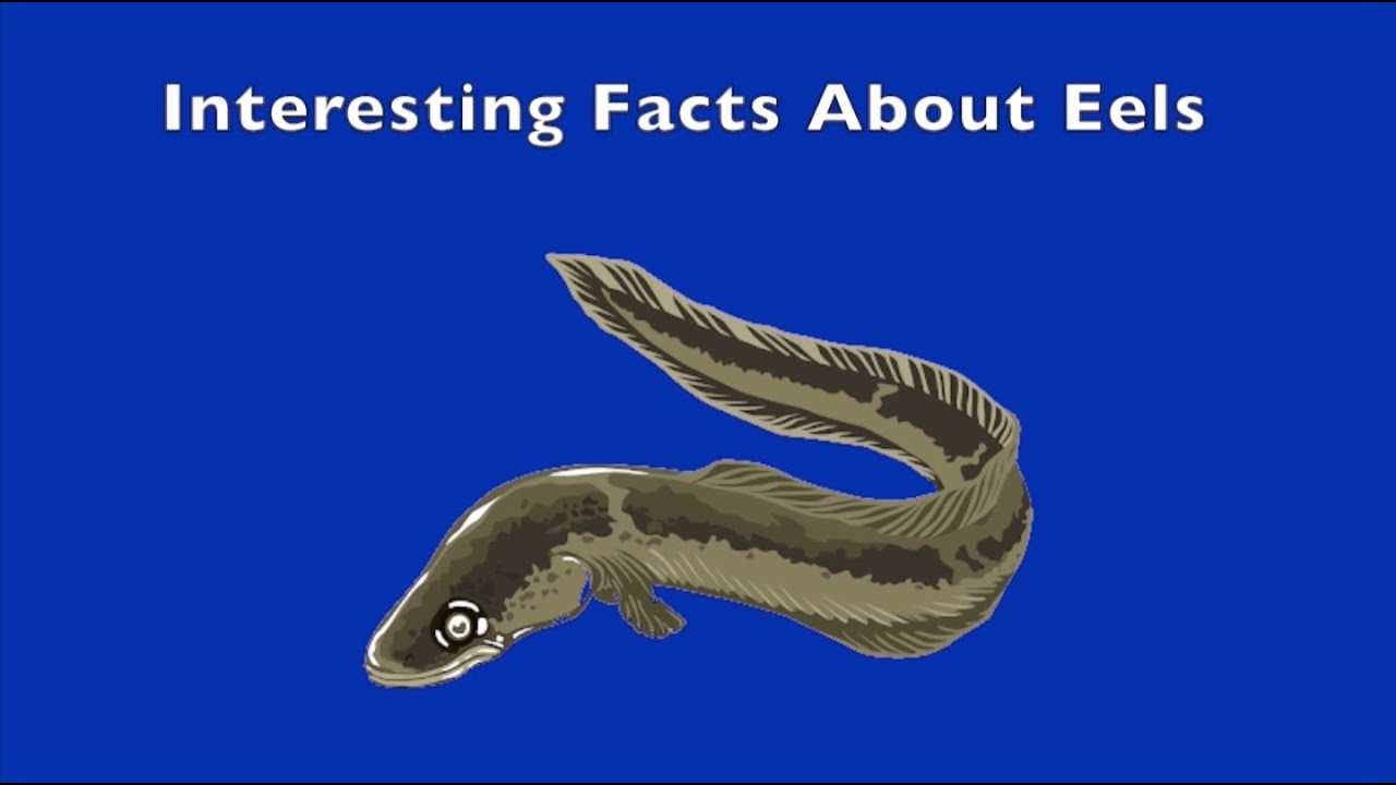 10 Interesting Facts About Eels - YouTube