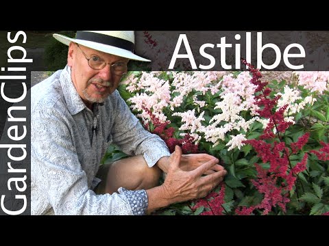 How to Grow Astilbe: The Best Flowering Perennial for Shade - AKA False Spirea or Goat's Beard
