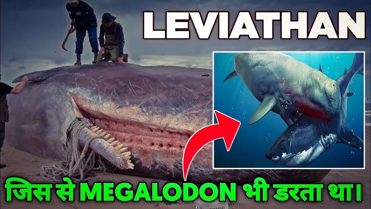 amazing facts about prehistoric creature Leviathan। Leviathan vs ...