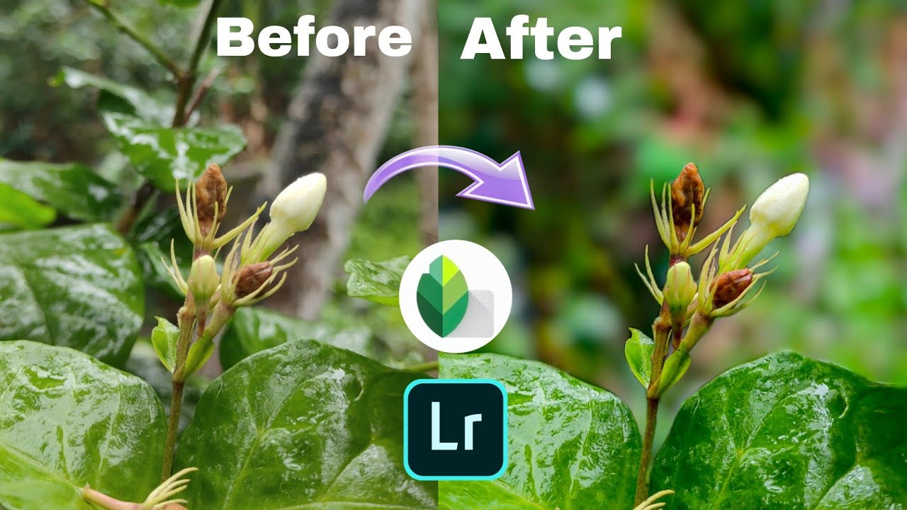 Blur background with snapseed Lightroom | blur background snapseed ...