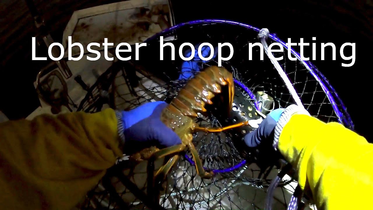 Lobster hoop netting long beach california - YouTube