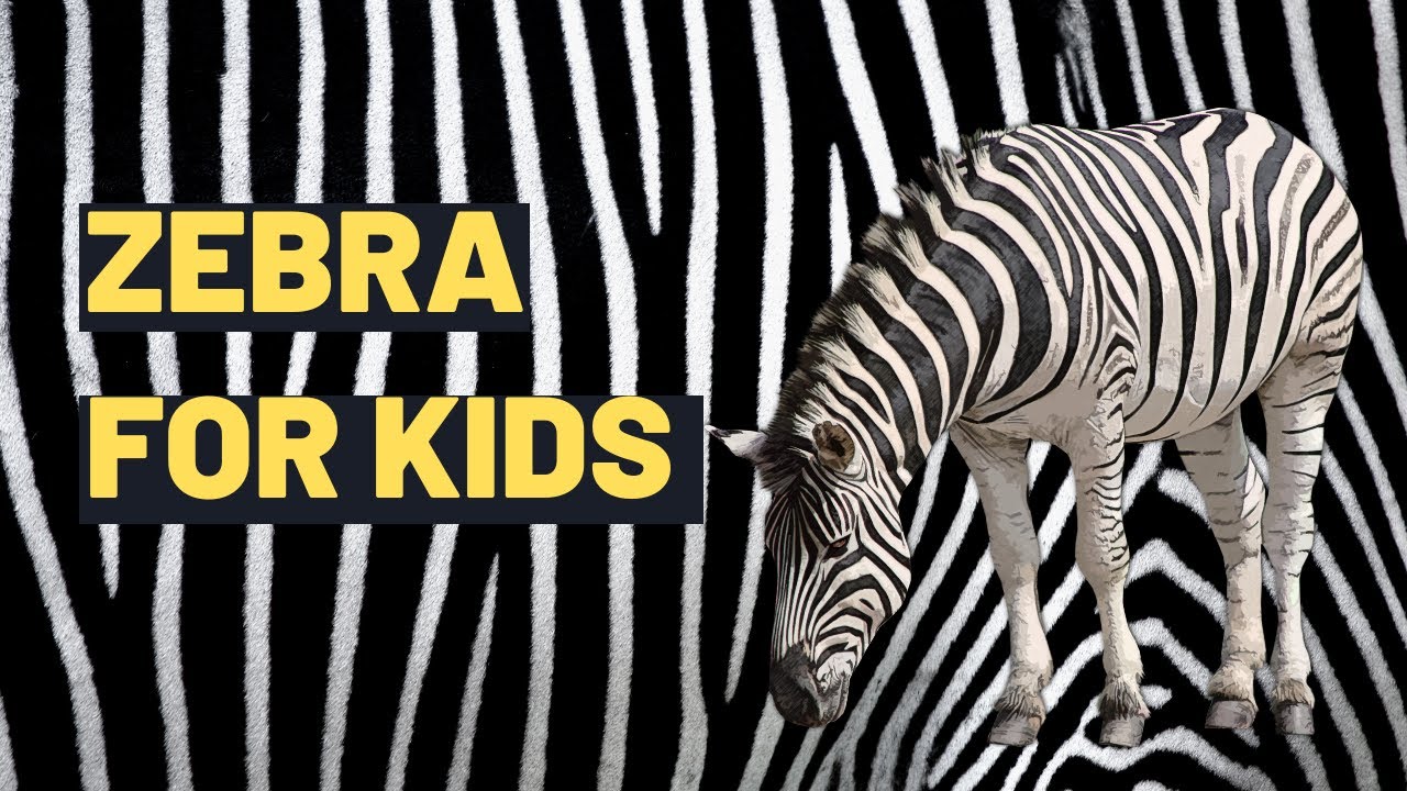 Zebra Facts for Kids – Amazing Facts about these Amazing Animals! - YouTube