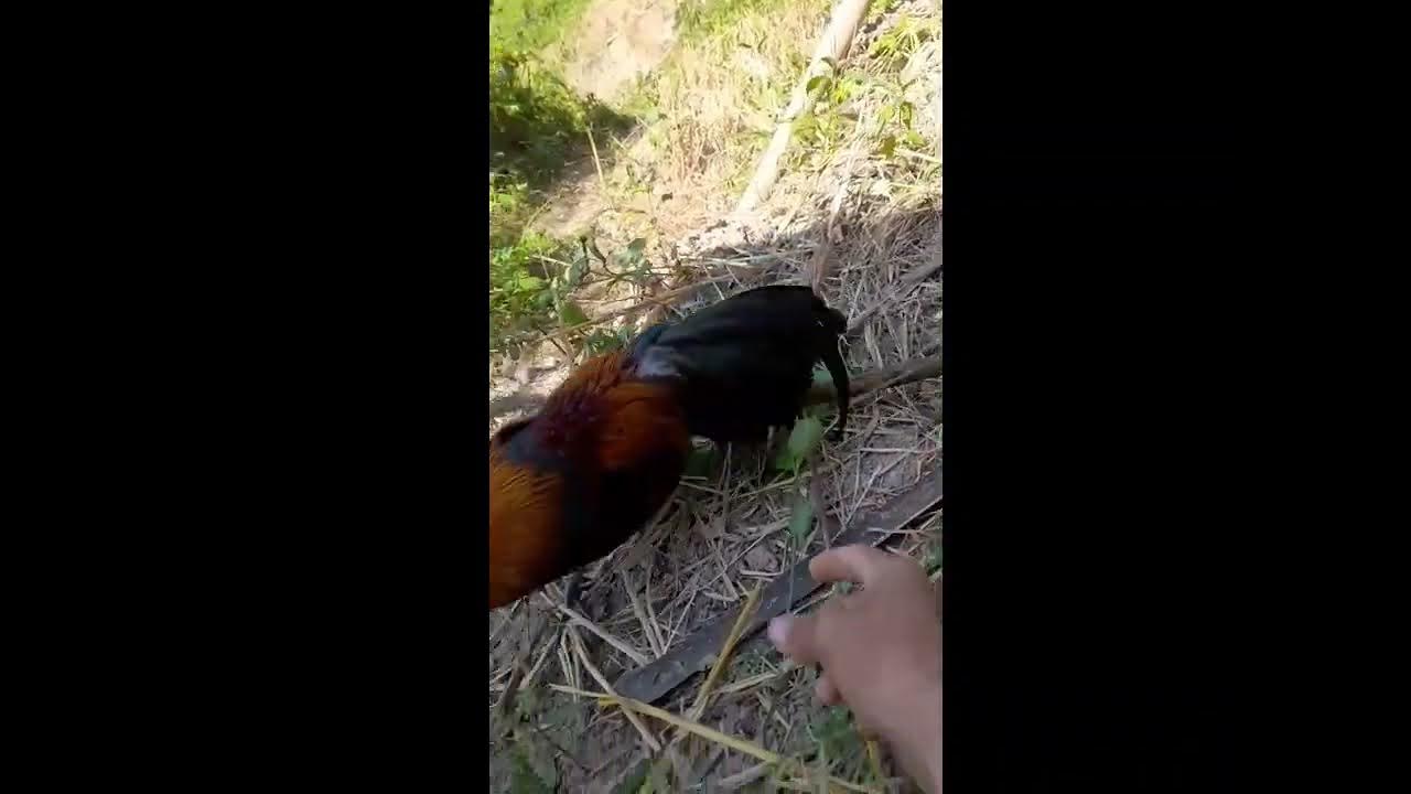 rov qab log saib tug lau qaib no dua nawb - YouTube