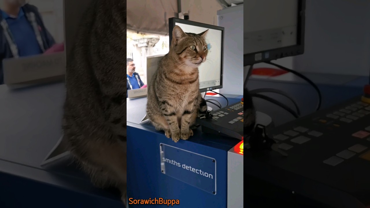 แมวตรวจคนเข้าชม Security cat at Mosque of Hagia Sophia #เที่ยว #travel ...