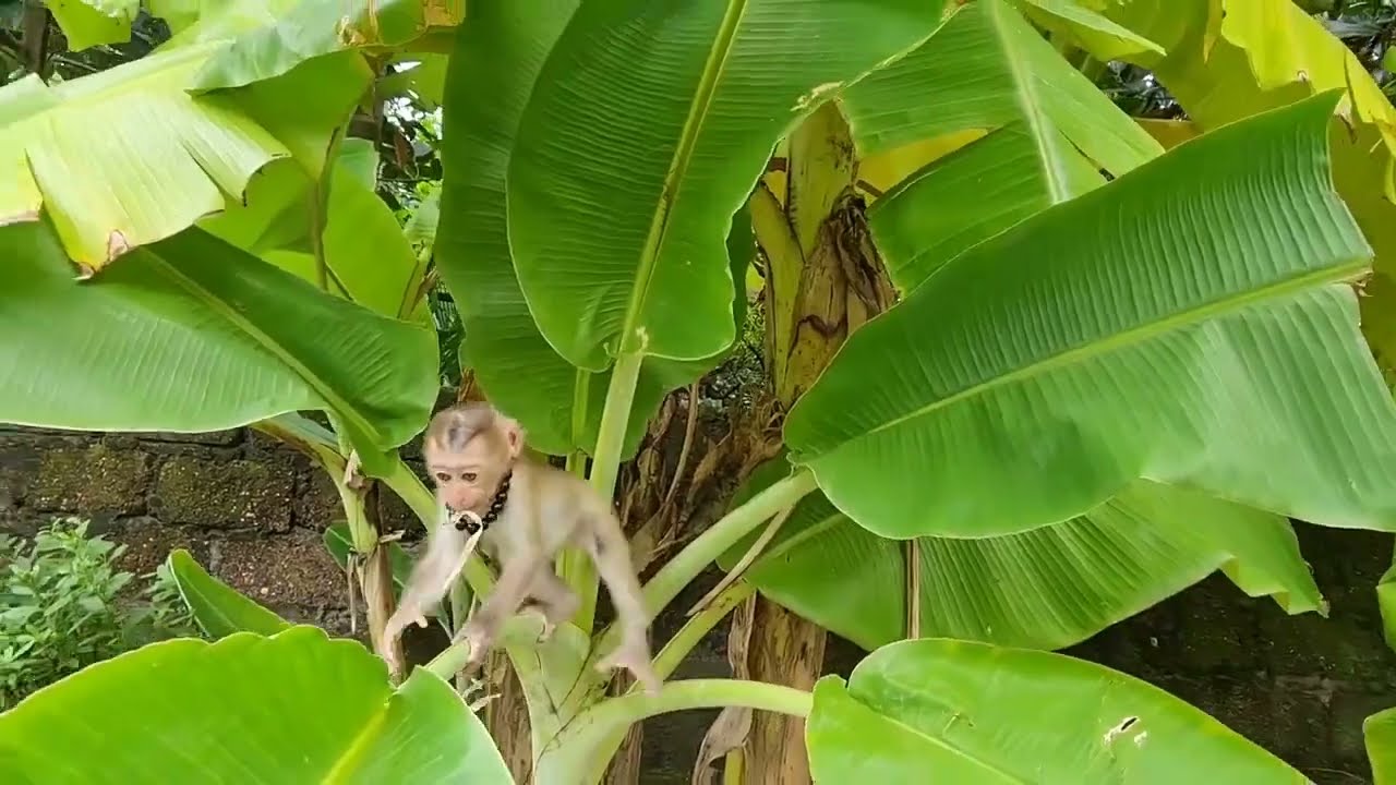 Monkey and Sugar Glider| Wandering Wandering - YouTube