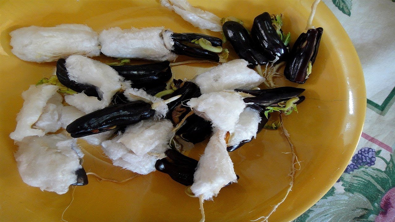 Propiedades Curativas Del Pacay Que Beneficios Tiene El Pacay - YouTube