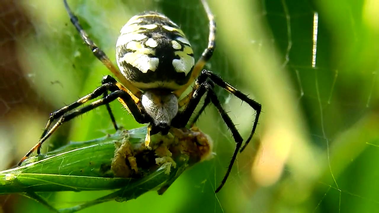 Argiope aurantia--writing spider - YouTube