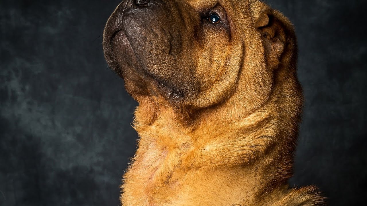 Getting to Know the Chinese Shar-Pei: Characteristics, Colors, and More ...